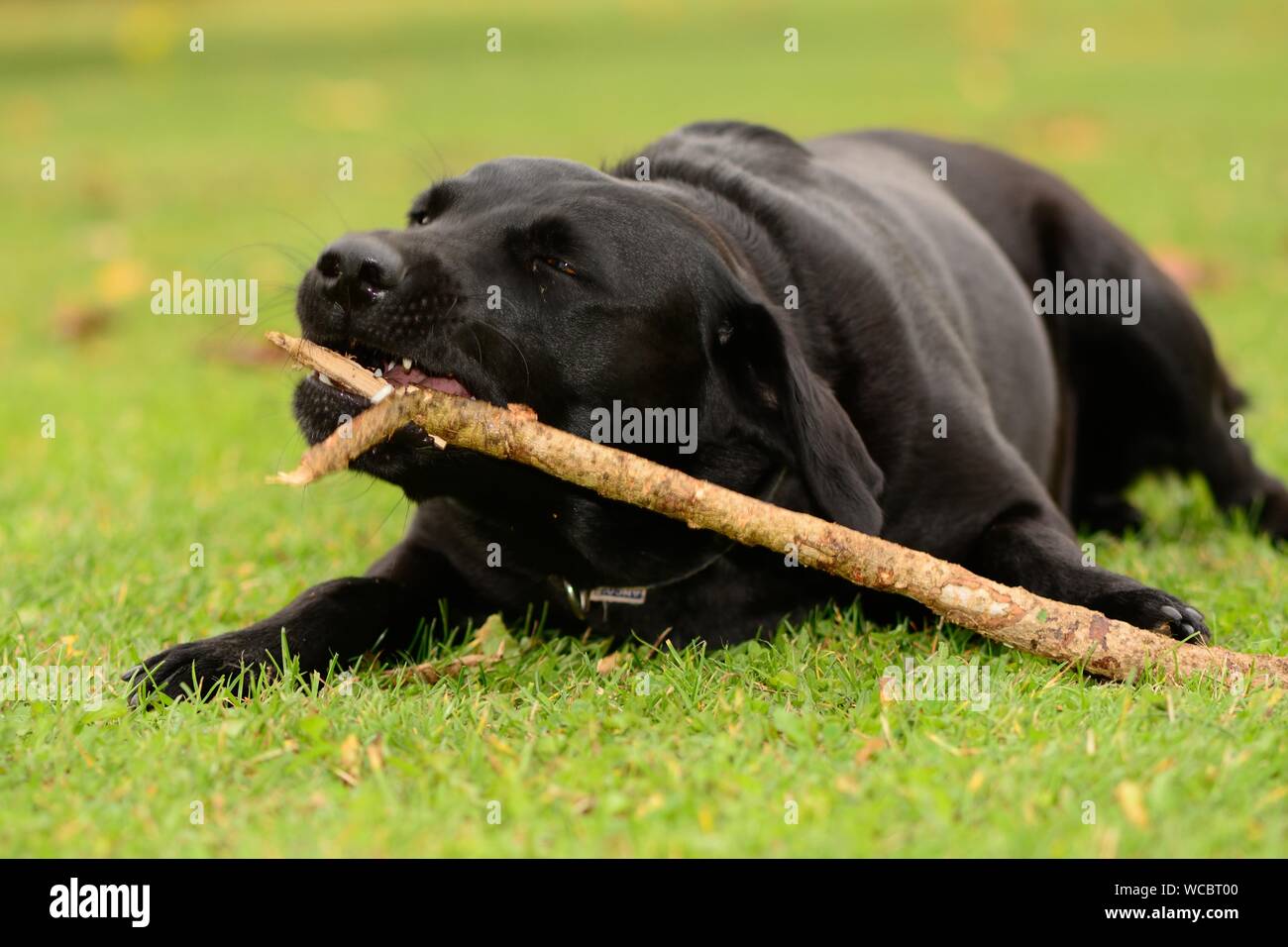 Black Labrador Retriever Lying Down High Resolution Stock Photography ...