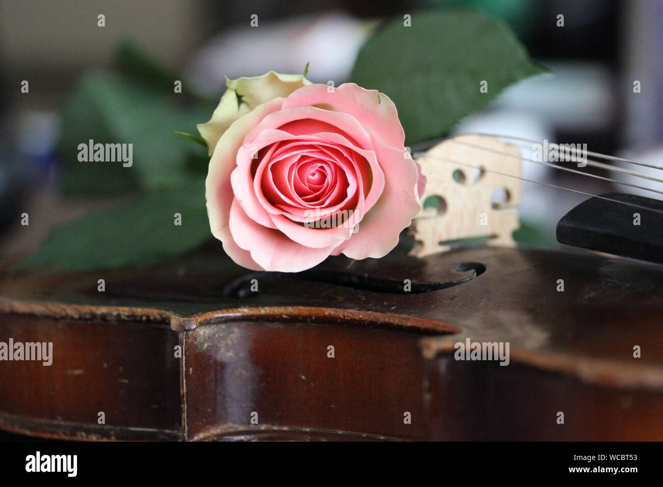 Violin music instrument rose hi-res stock photography and images - Alamy