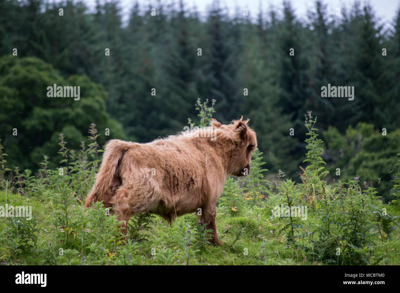 Side View Of Highland Cow High Resolution Stock Photography and Images ...