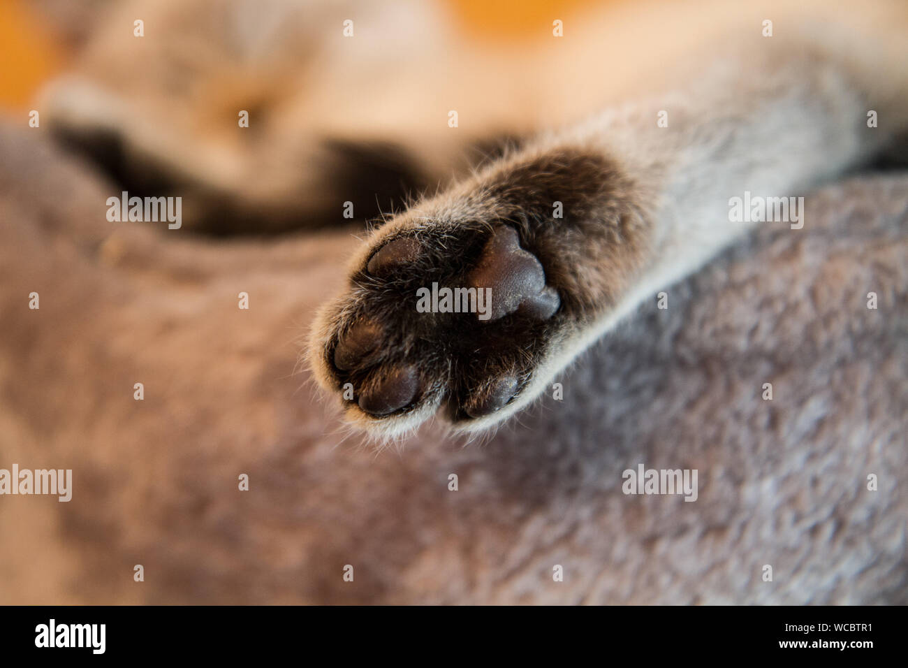 Close Up Cat Paw High Resolution Stock Photography and Images - Alamy