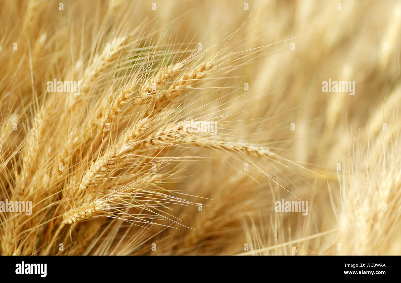 Backgrounds and textures: field of golden wheat, agricultural abstract ...