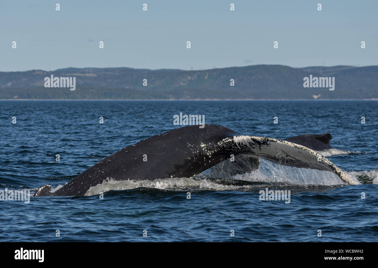 Humpback whale canada quebec hi-res stock photography and images - Alamy