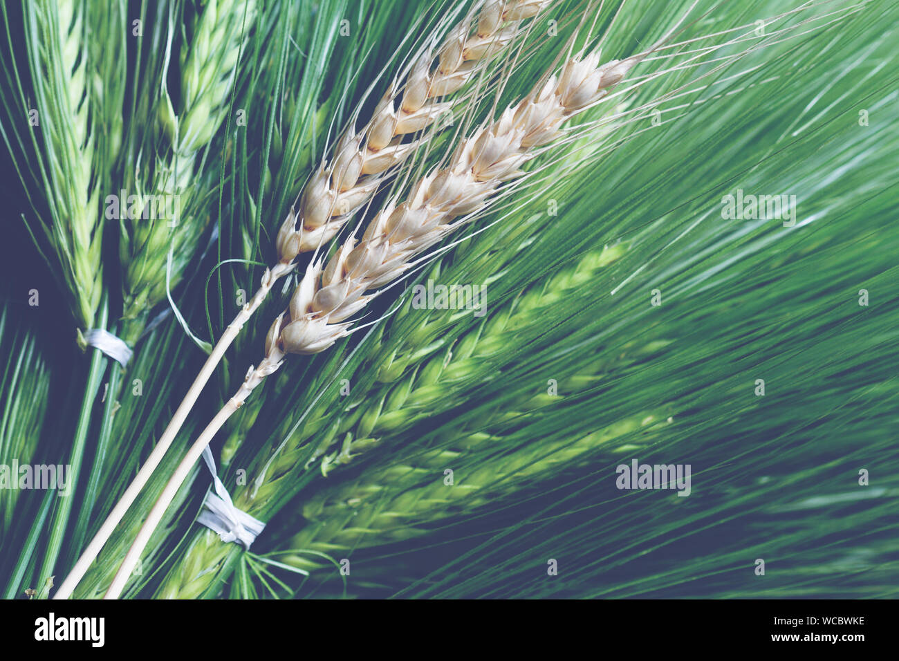 top view closeup of many fresh green and golden ripe wheat bunch ...