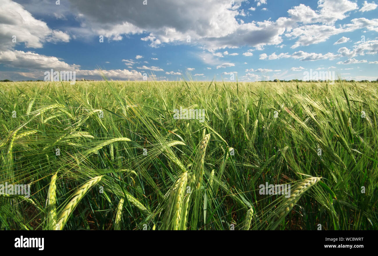 Meadow of wheat. Nature composition Stock Photo - Alamy