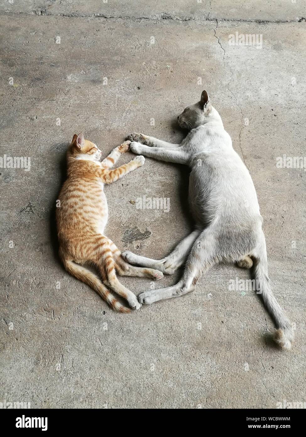 Two paws hi-res stock photography and images - Alamy