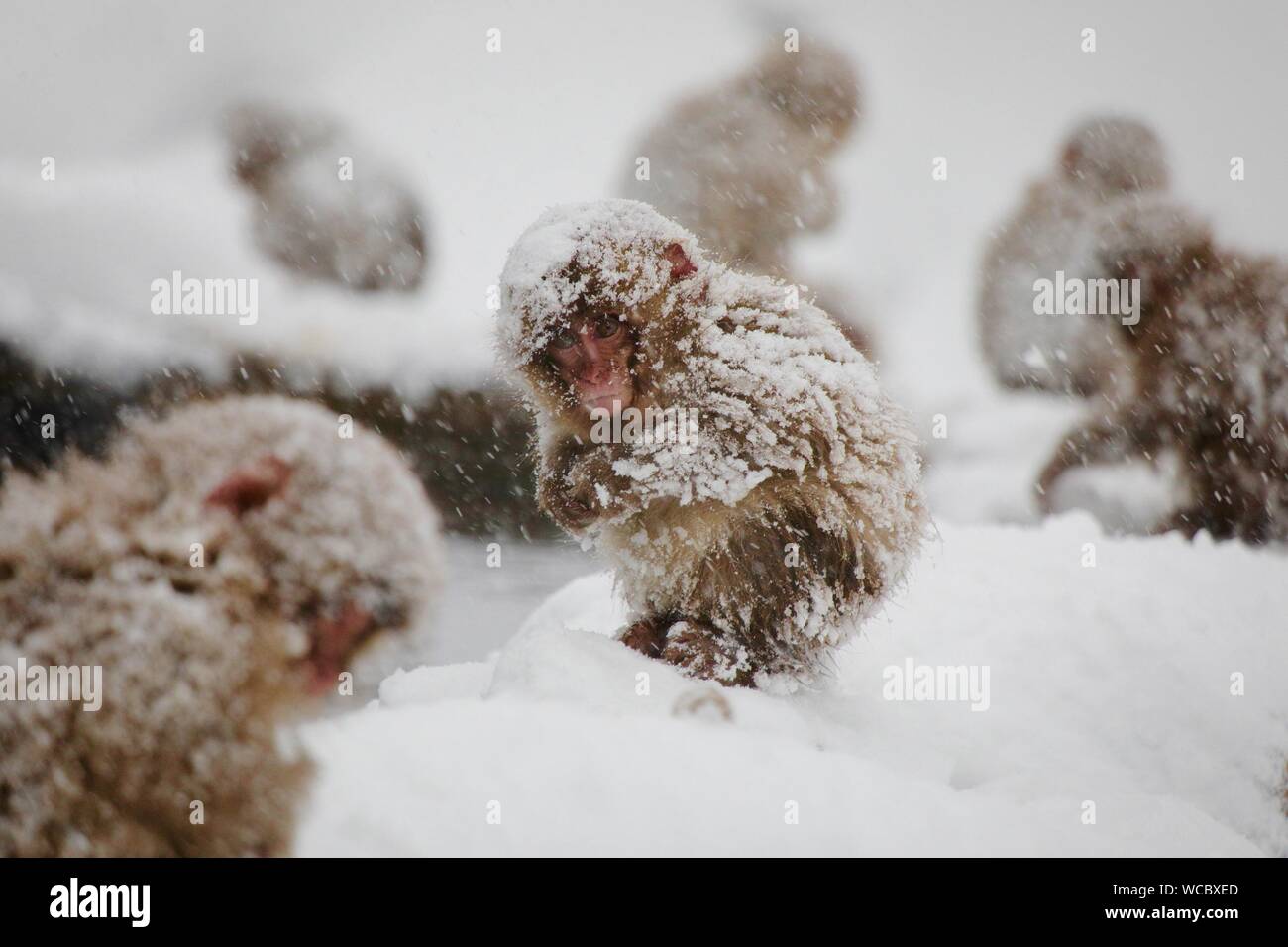 Group of japanese macaques hi-res stock photography and images - Alamy