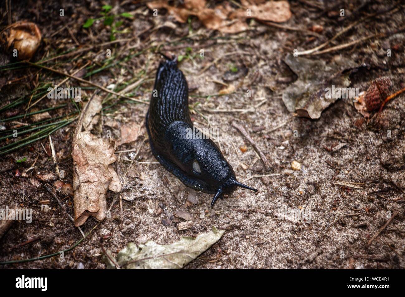 Out if doors hi-res stock photography and images - Alamy