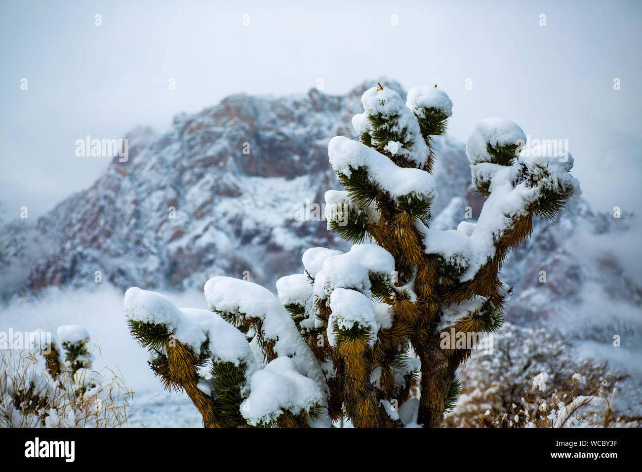 Cold desert cactus hi-res stock photography and images - Alamy