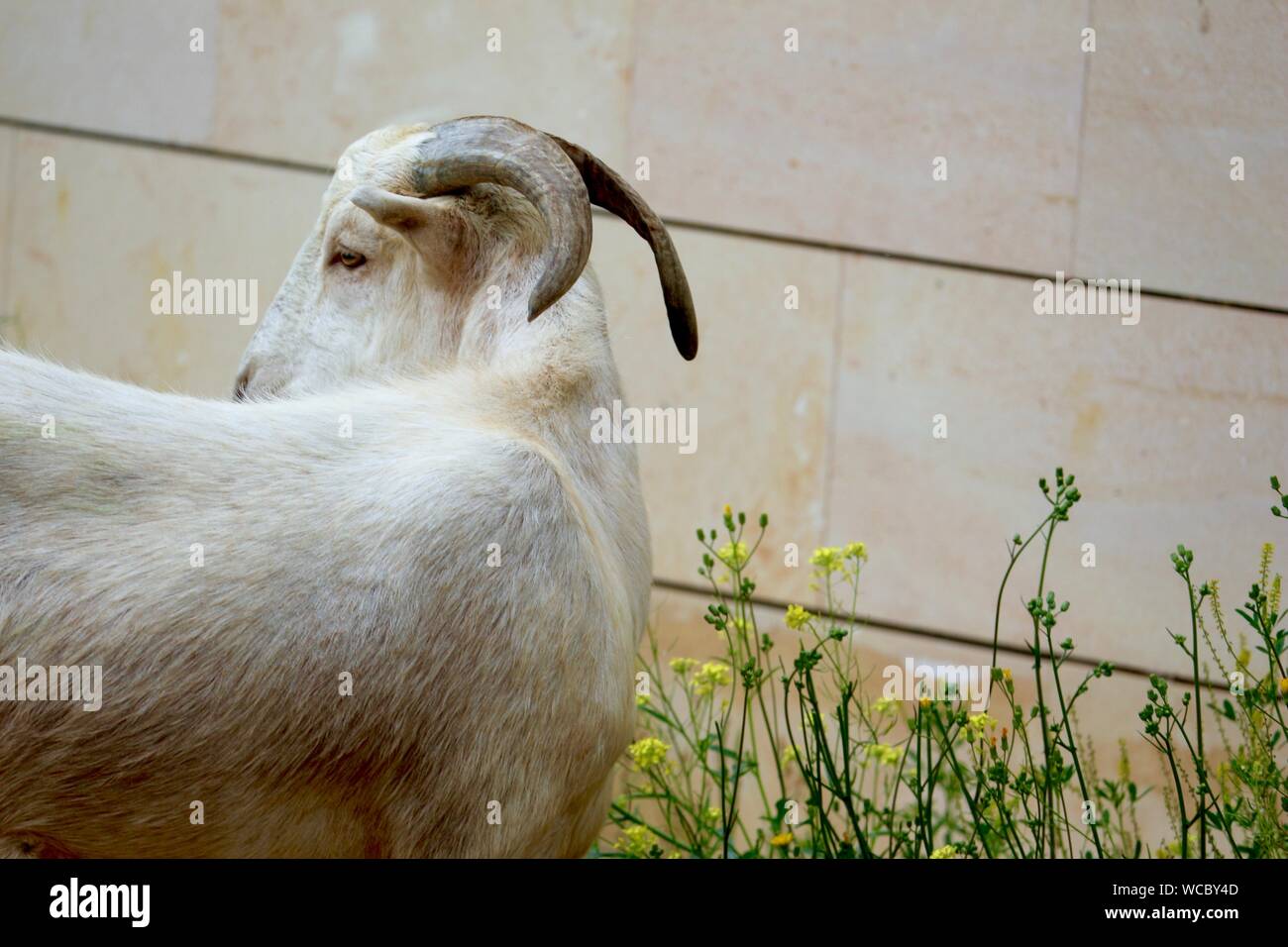 Goat wall hi-res stock photography and images - Alamy