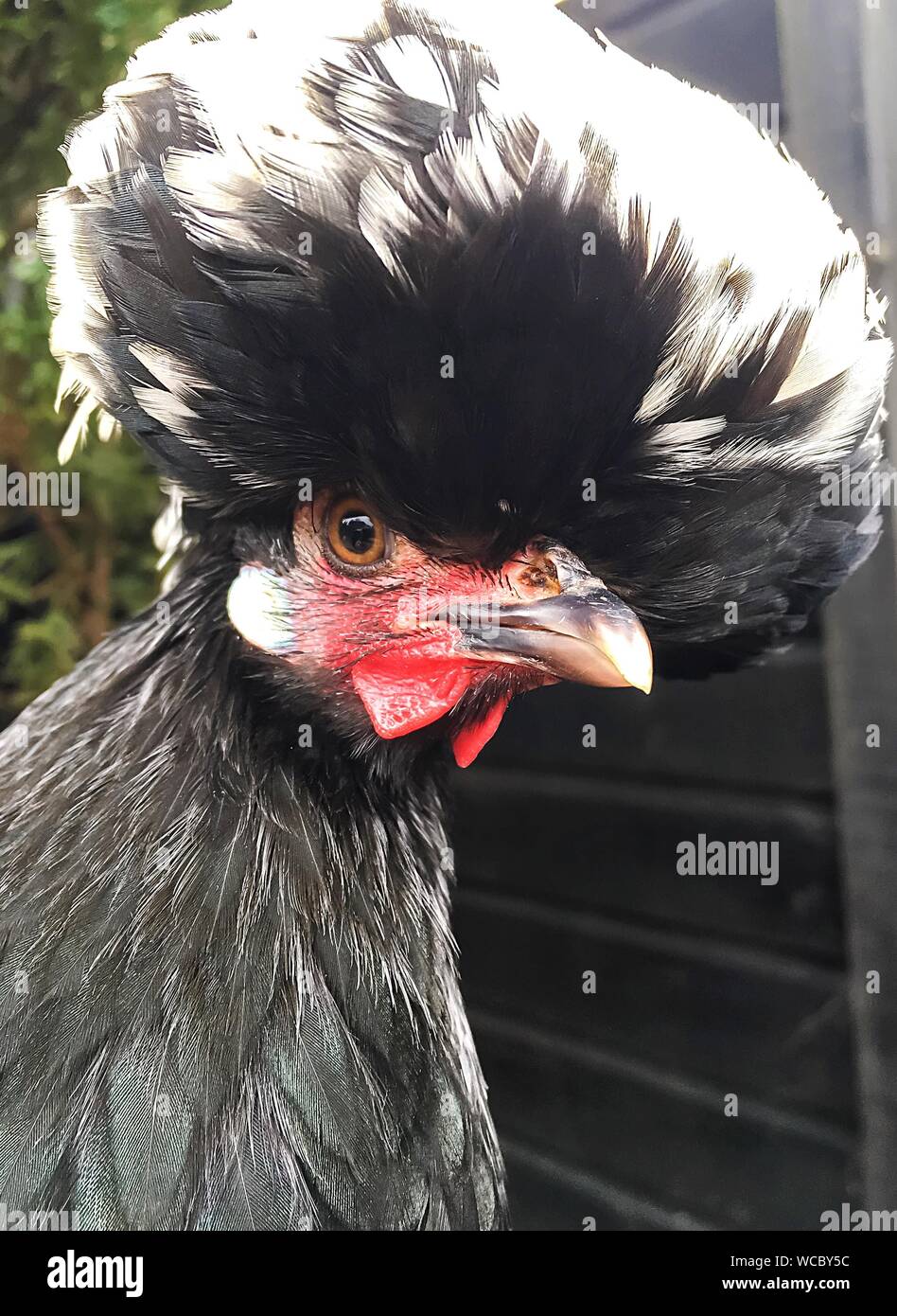 Polish Chicken High Resolution Stock Photography and Images - Alamy