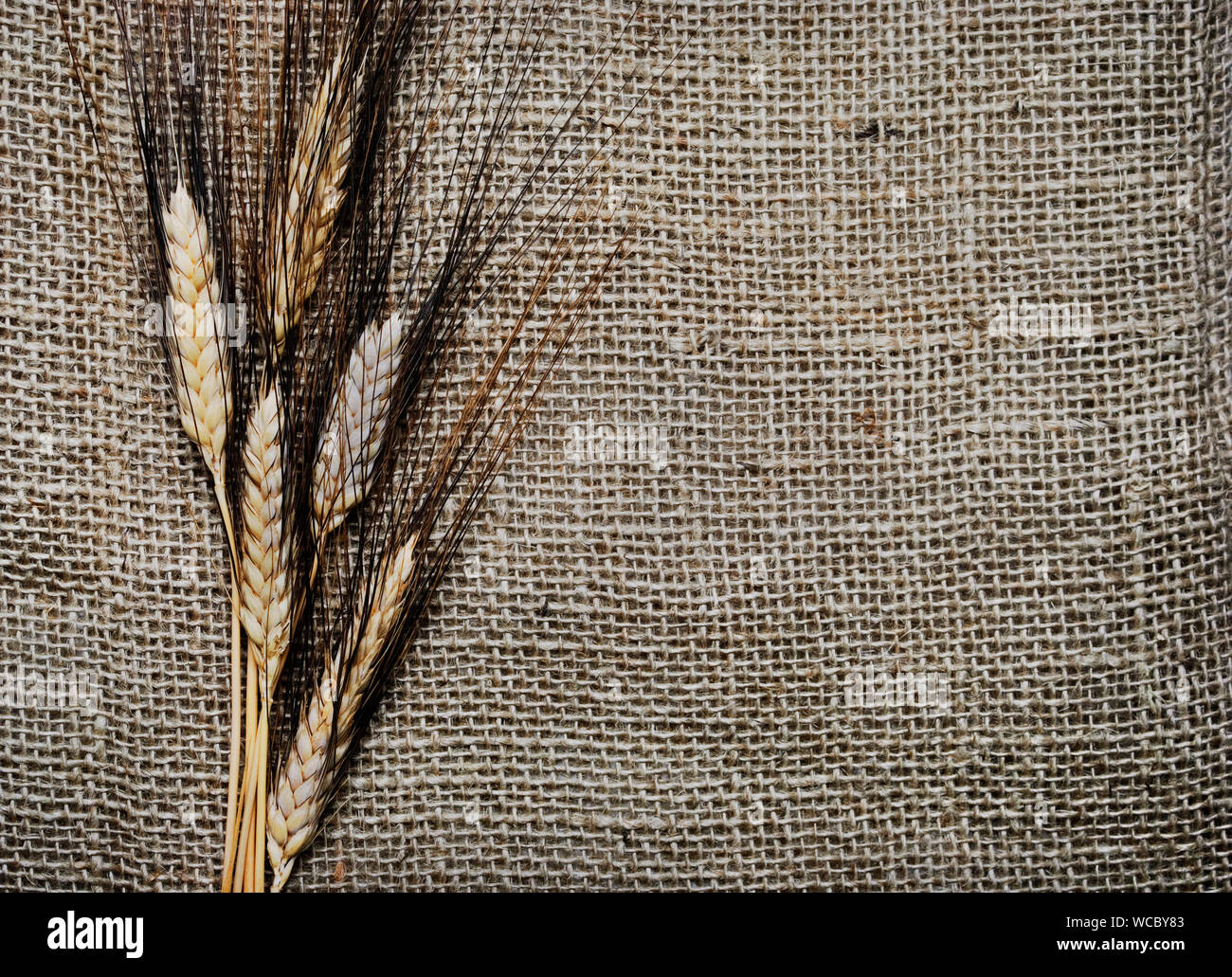 Wheat ears on rough sack material Stock Photo - Alamy