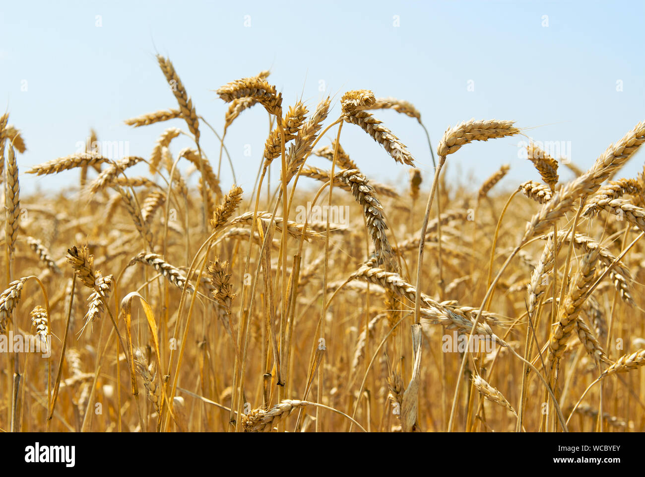 Growing in a farm hi-res stock photography and images - Alamy