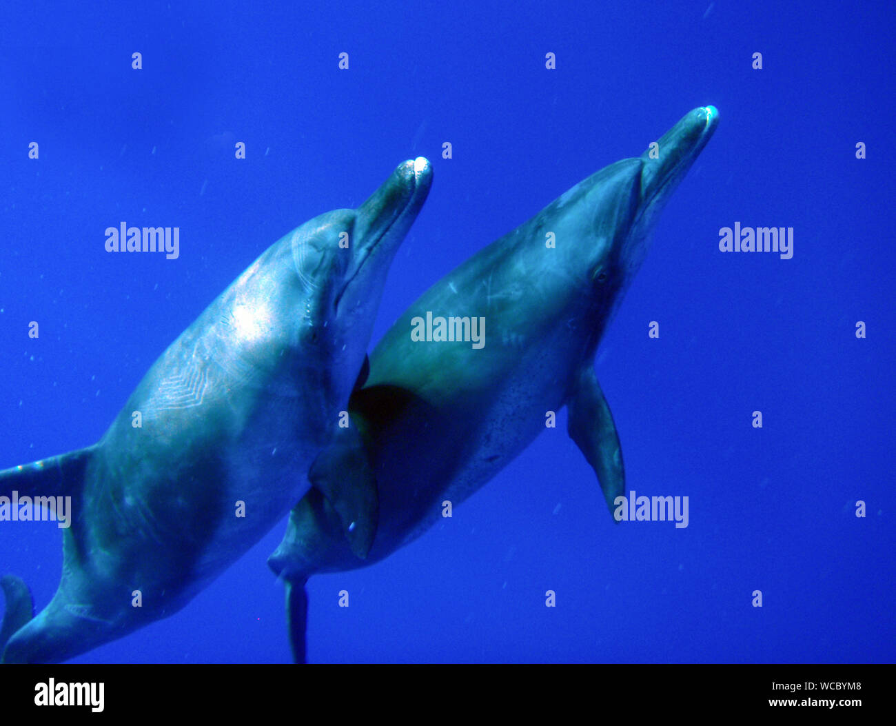 Underwater bottle nosed dolphin hi-res stock photography and images - Alamy