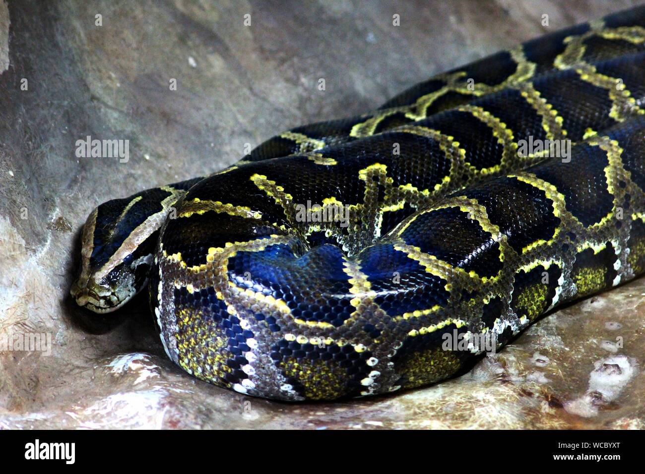 Burmese python close up hi-res stock photography and images - Alamy