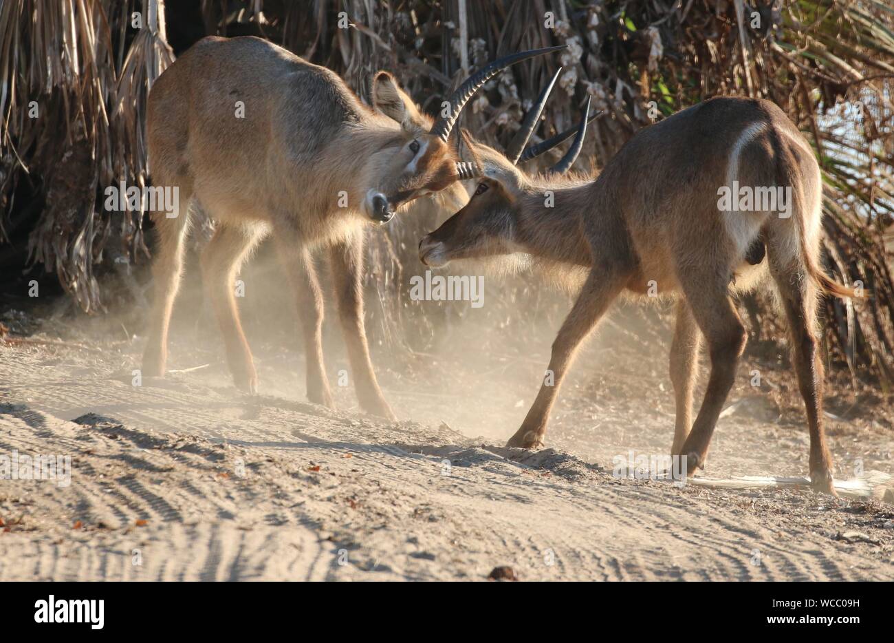 Antelope Fighting High Resolution Stock Photography and Images - Alamy