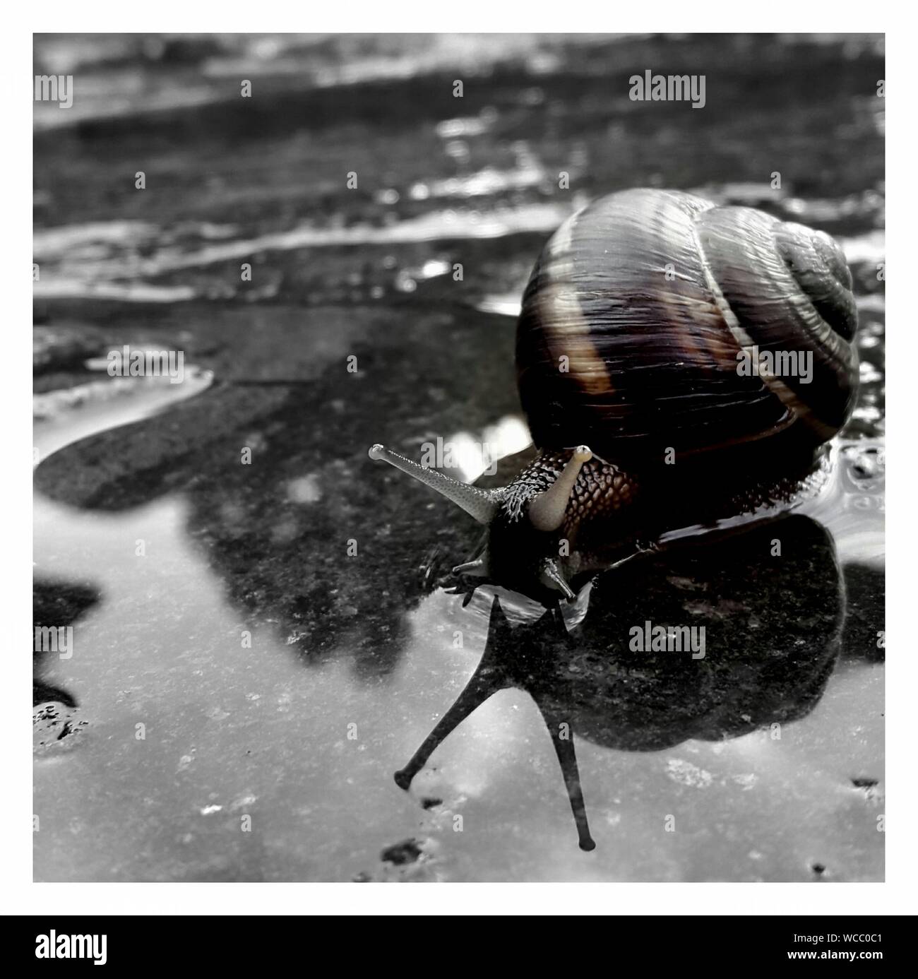 Puddle animals Cut Out Stock Images & Pictures - Alamy