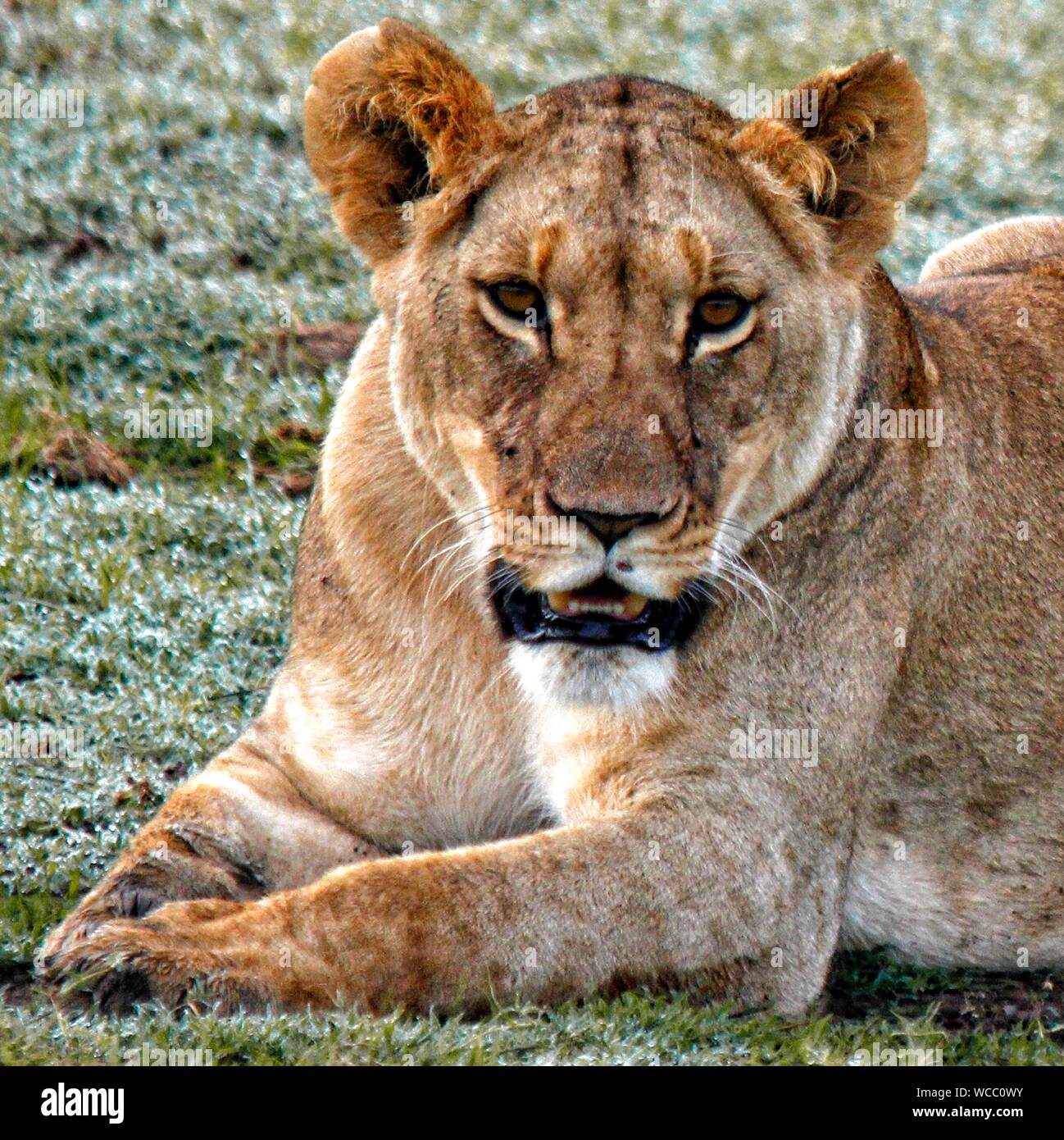 Lioness sitting side view hi-res stock photography and images - Alamy