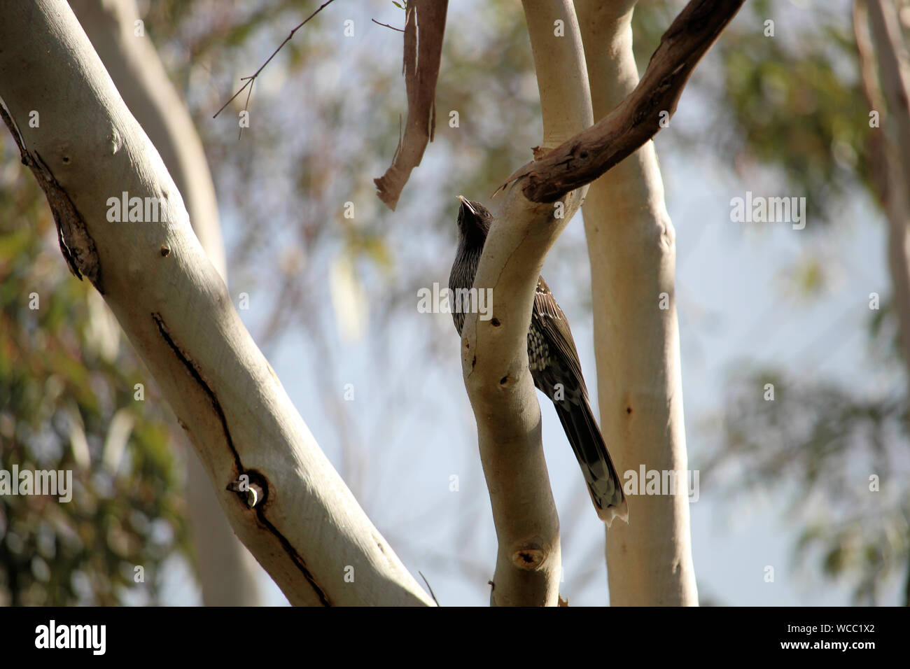 Gum tree bug hi-res stock photography and images - Alamy