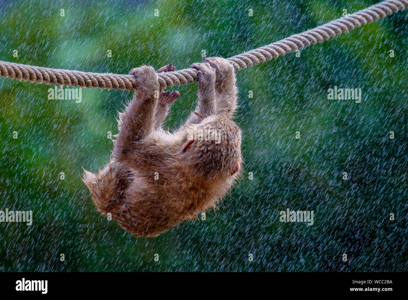 Rope in water animal wildlife hi-res stock photography and images - Alamy