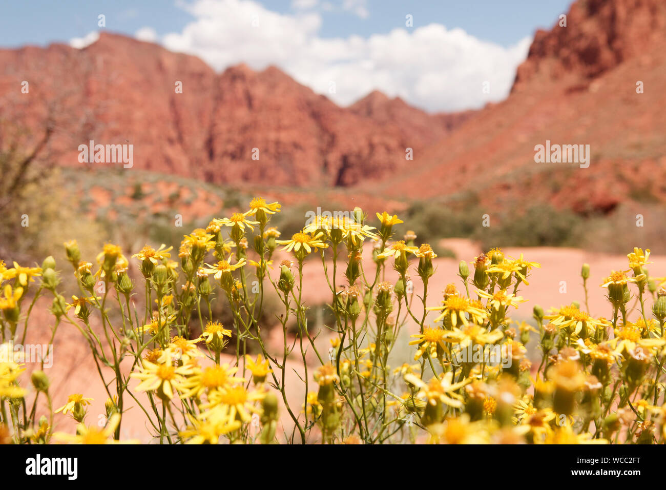 Red and yellow wildflowers hi-res stock photography and images - Alamy