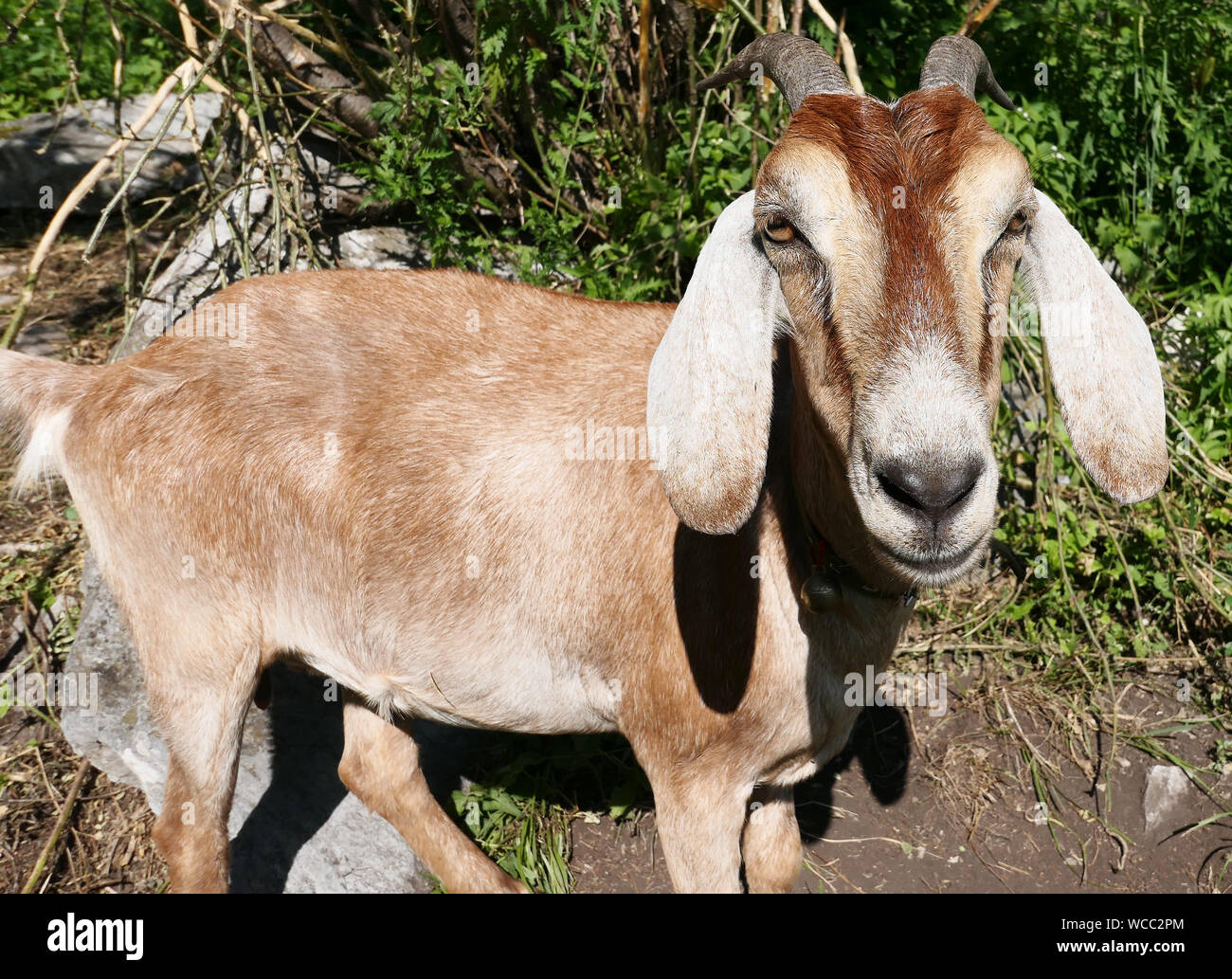 Long ears goat hi-res stock photography and images - Alamy