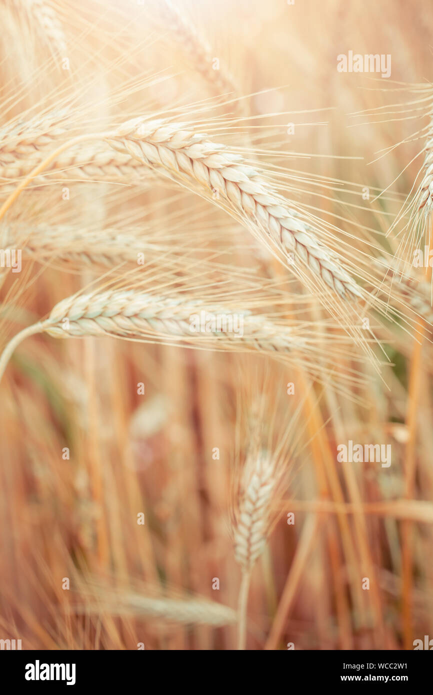 Raw wheat plants growing in the countryside Stock Photo - Alamy