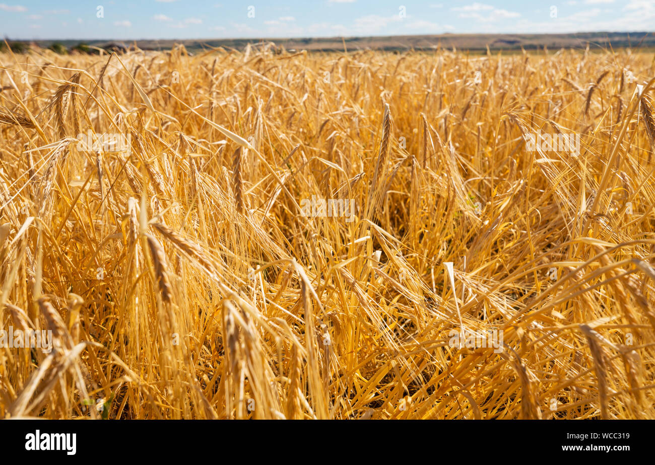 Wheat field, close up shot Stock Photo - Alamy