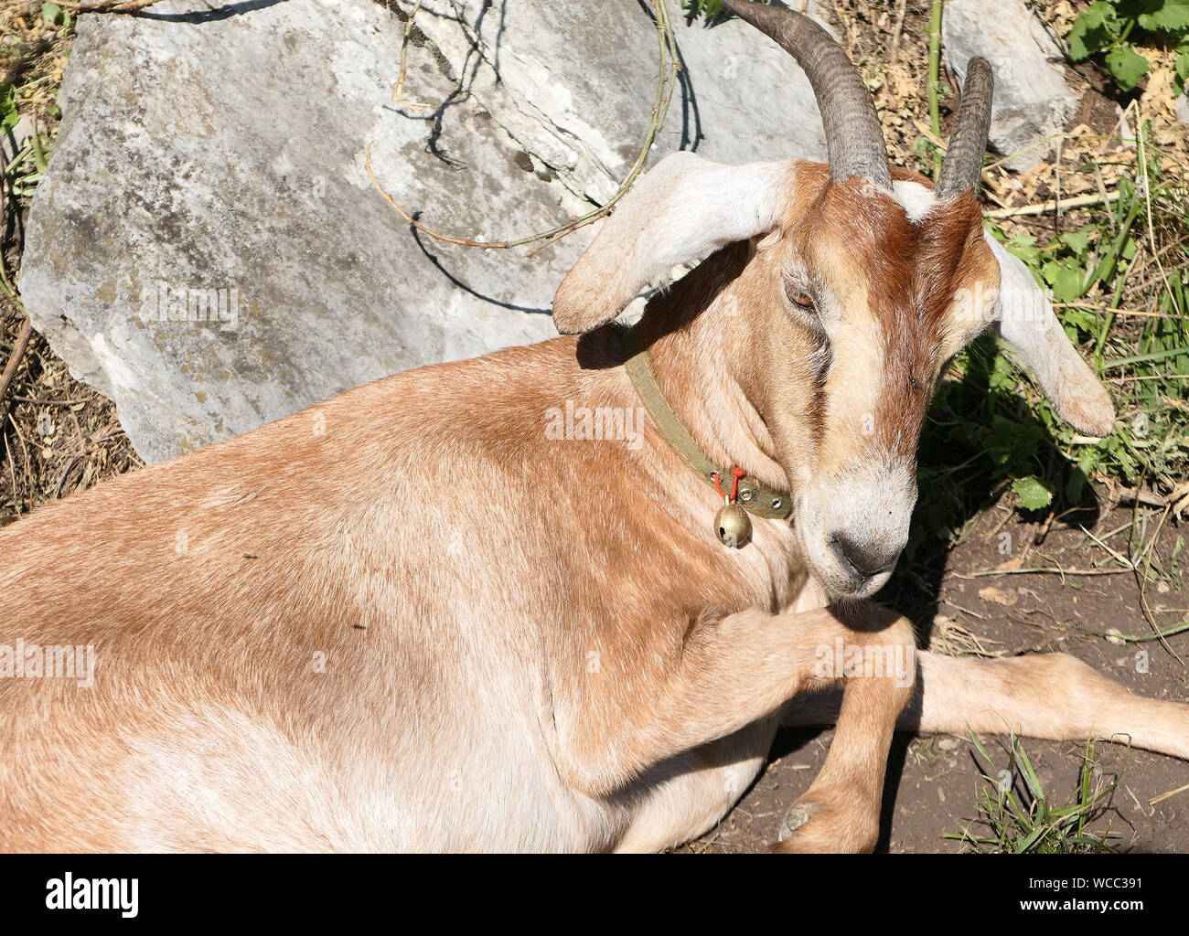 Nubian goat with long ears Stock Photo - Alamy
