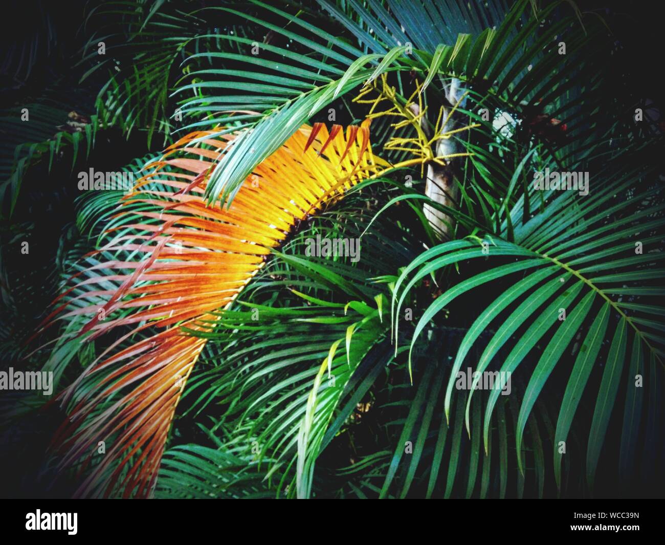 Palm tree fronds growth hi-res stock photography and images - Alamy