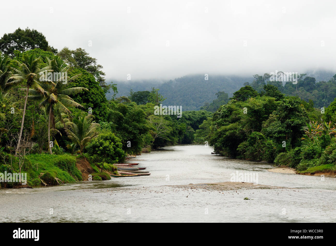 Scenic view of wild tropical jungle on the East Kalimantan, Indonesia ...
