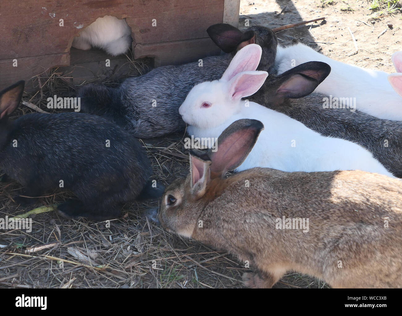 Group of rabbits on farm Stock Photo - Alamy