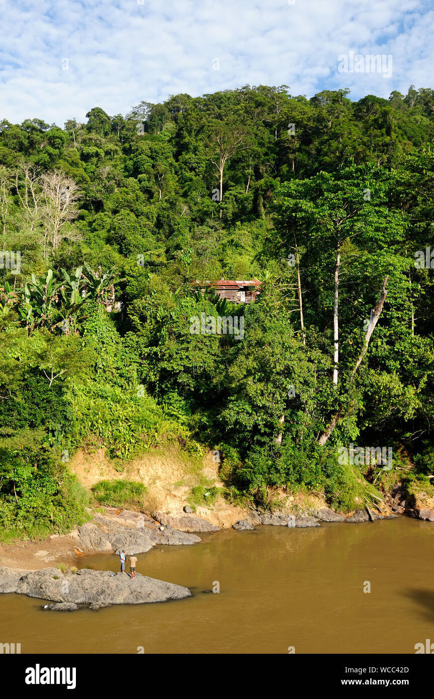 Scenic view of wild tropical jungle on the East Kalimantan, Indonesia ...