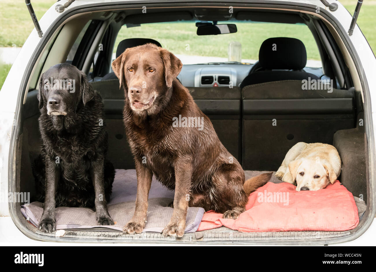 Car trunk close hi-res stock photography and images - Alamy