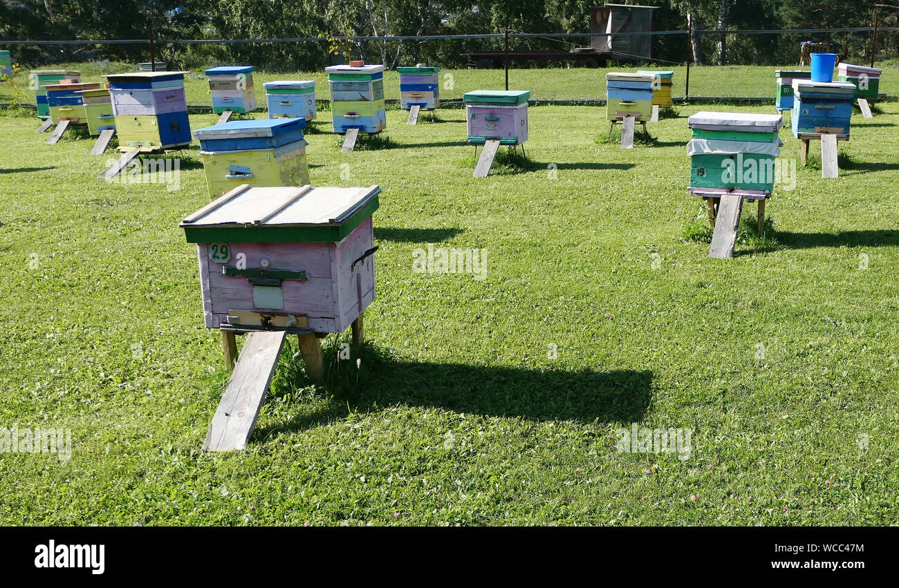 Group of hives on green grass Stock Photo - Alamy