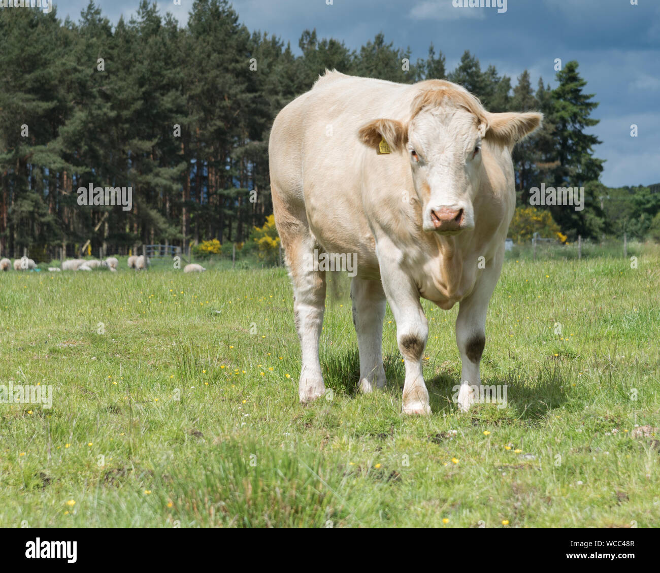 Adult charolais cow hi-res stock photography and images - Alamy