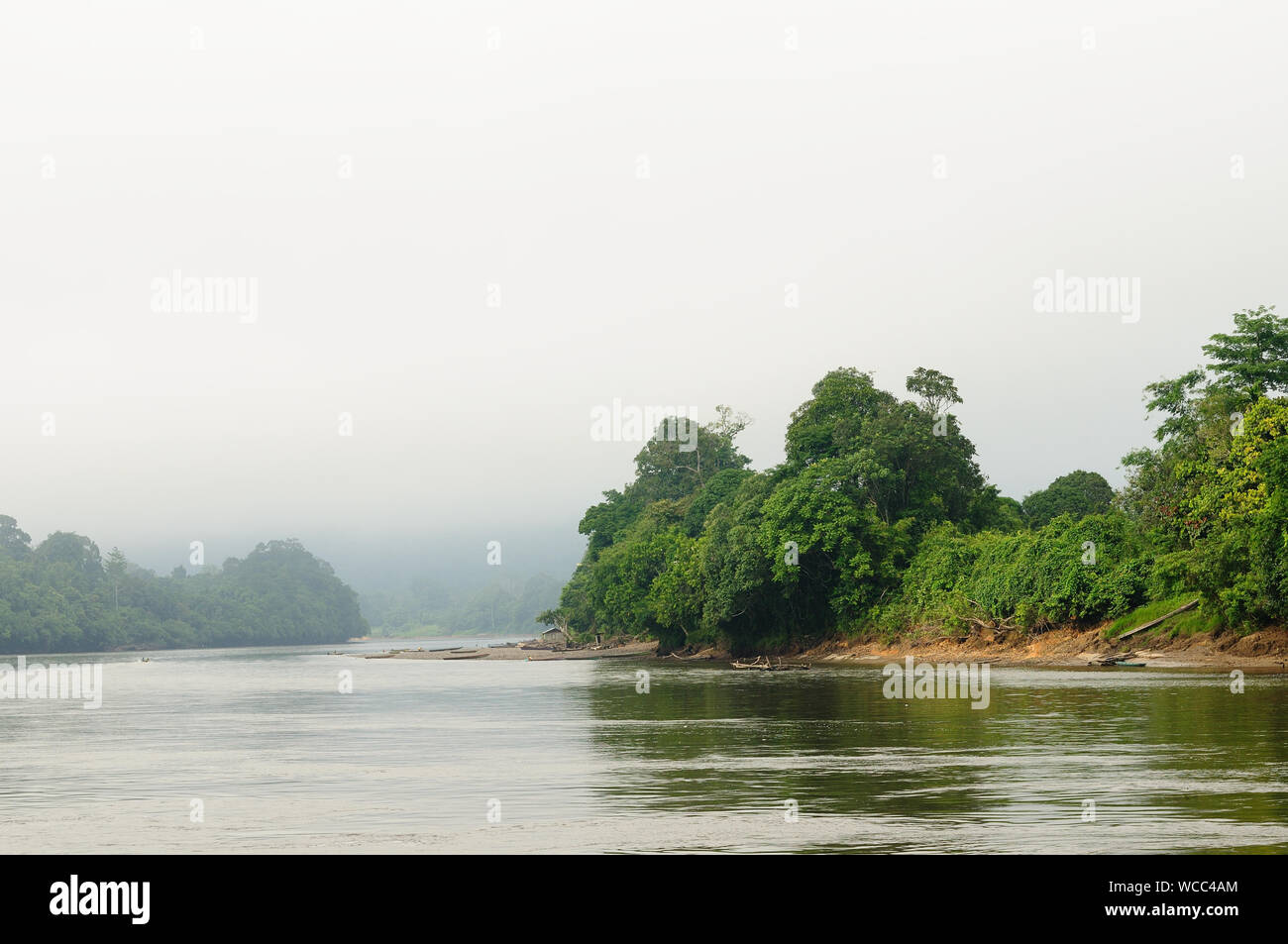 Scenic view of wild tropical jungle on the East Kalimantan, Indonesia ...
