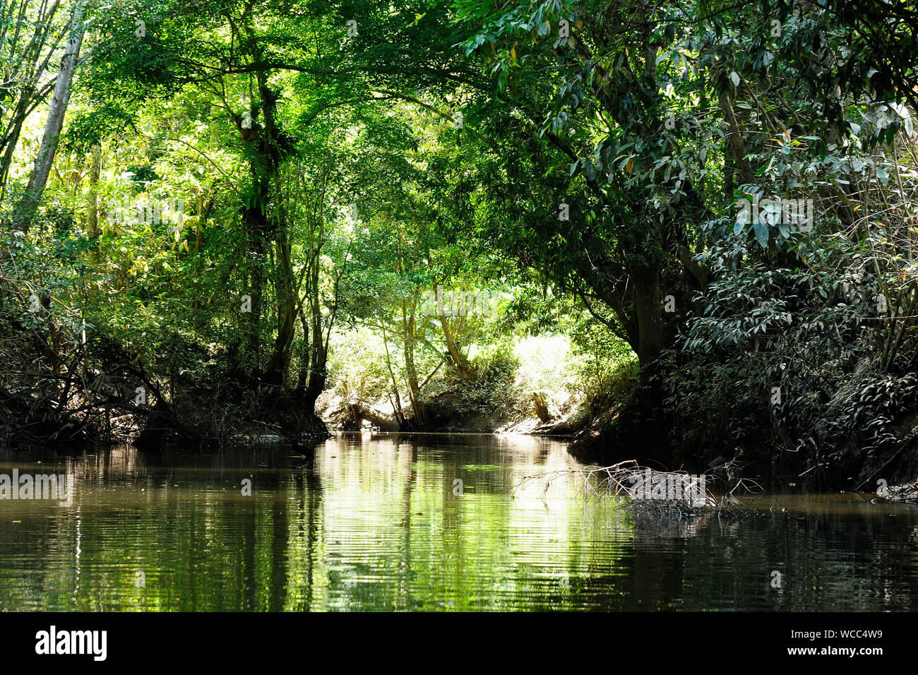 Scenic view of wild tropical jungle on the East Kalimantan, Indonesia ...
