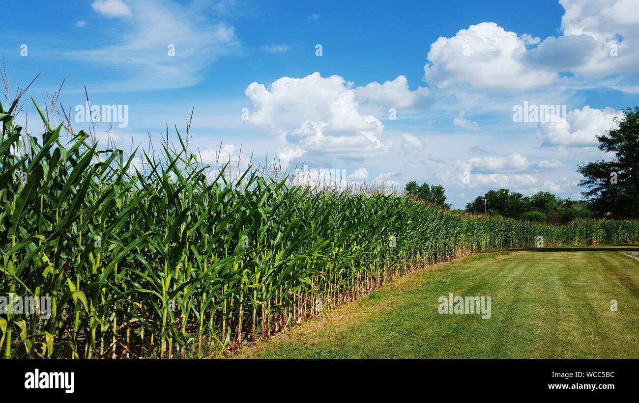Cultivated agriculture in row area hi-res stock photography and images ...