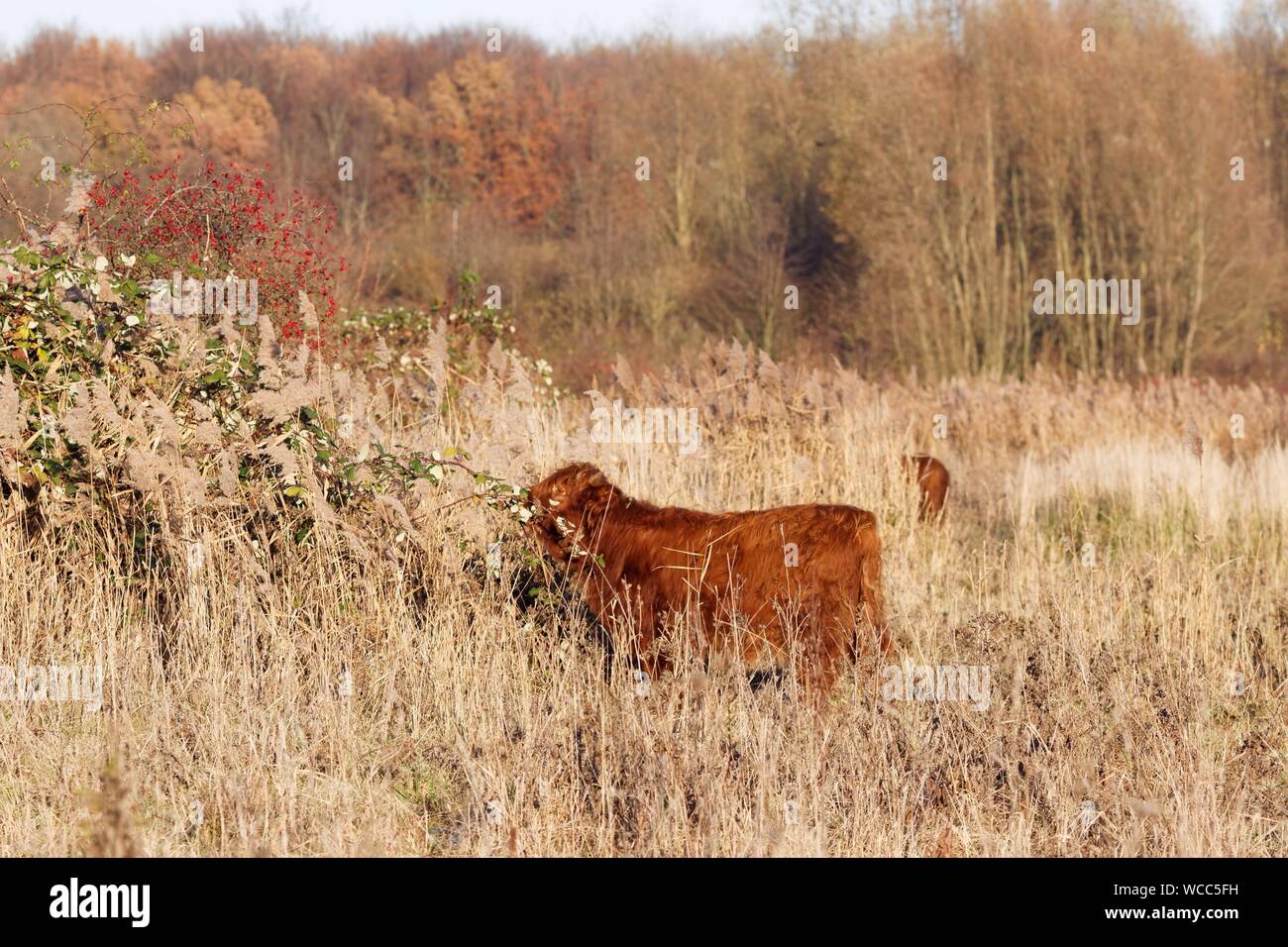 Cattle on dried field hi-res stock photography and images - Alamy