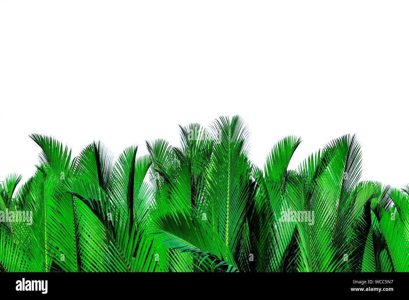 Green leaves of palm isolated on white background. Nypa fruticans Wurmb ...