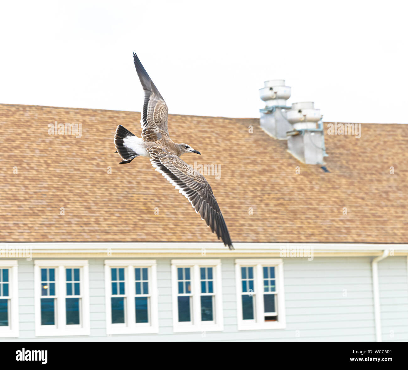 Seagull Flying Over a Beach in New Jersey Stock Photo - Alamy