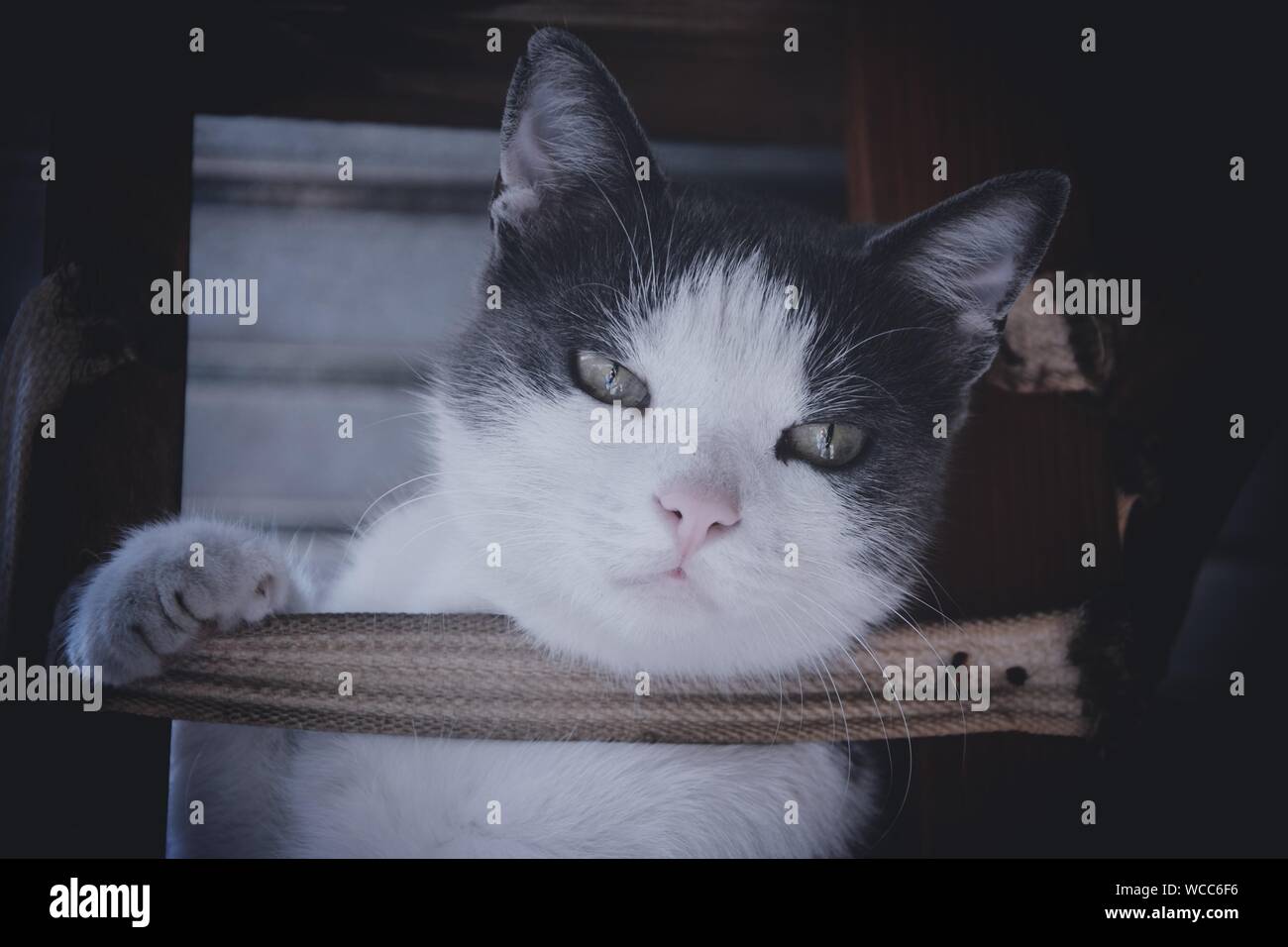 Cat under the table hi-res stock photography and images - Alamy