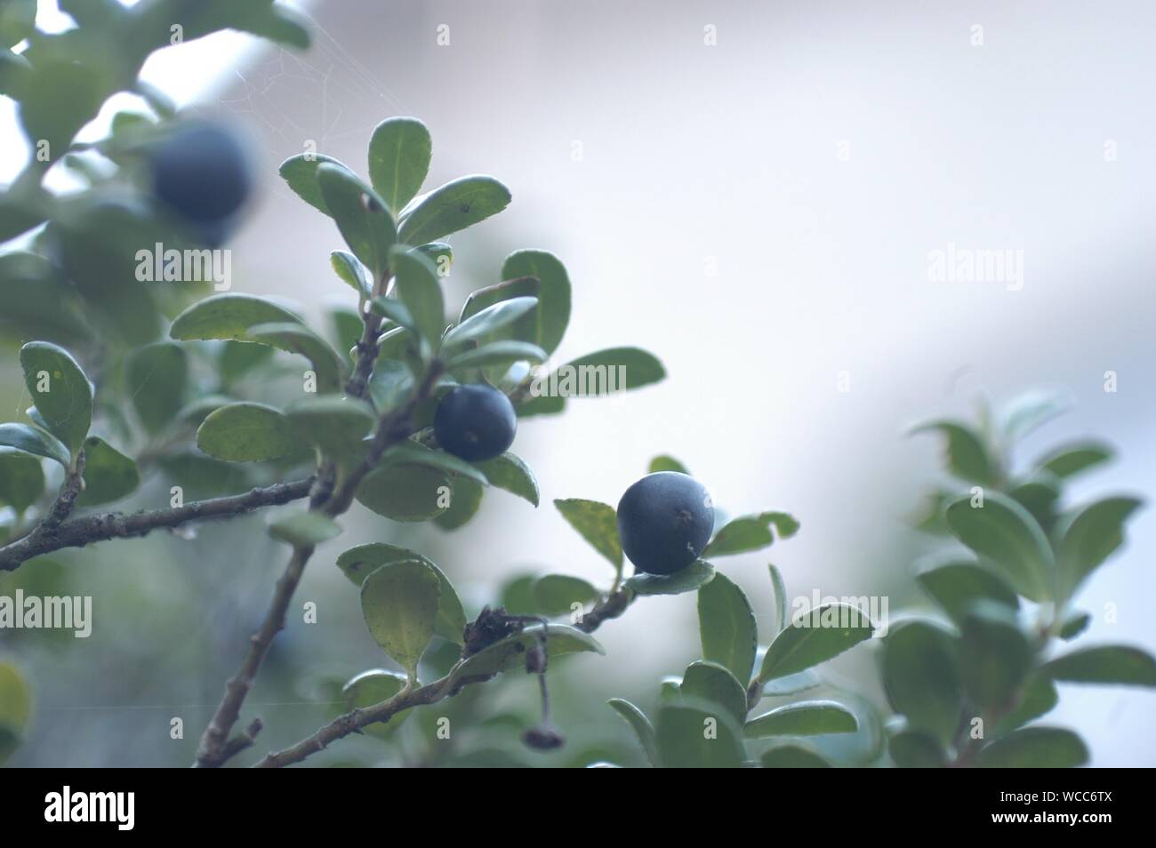 Blueberry fruits on branch hi-res stock photography and images - Alamy