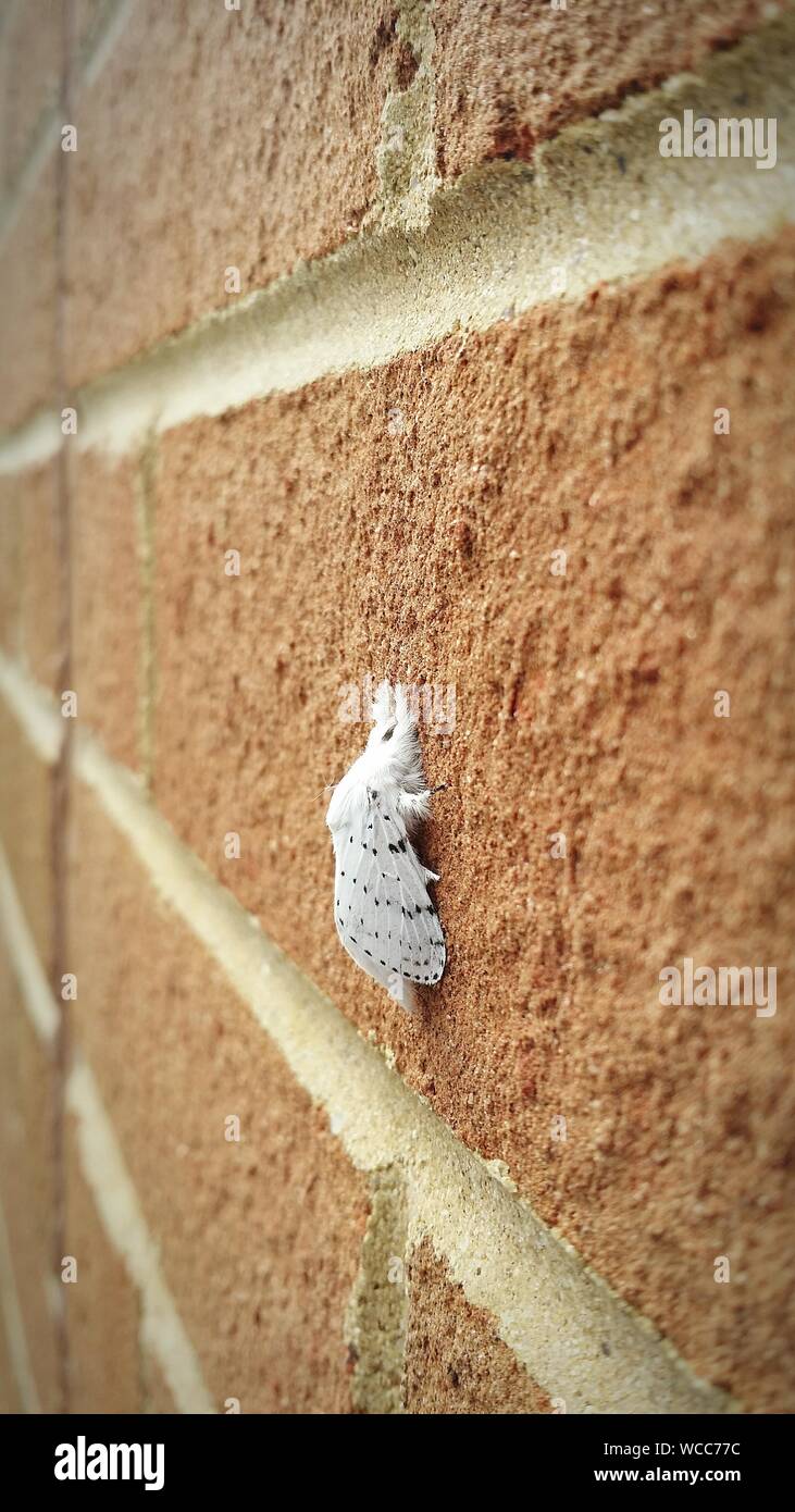 Moth on wall hi-res stock photography and images - Alamy