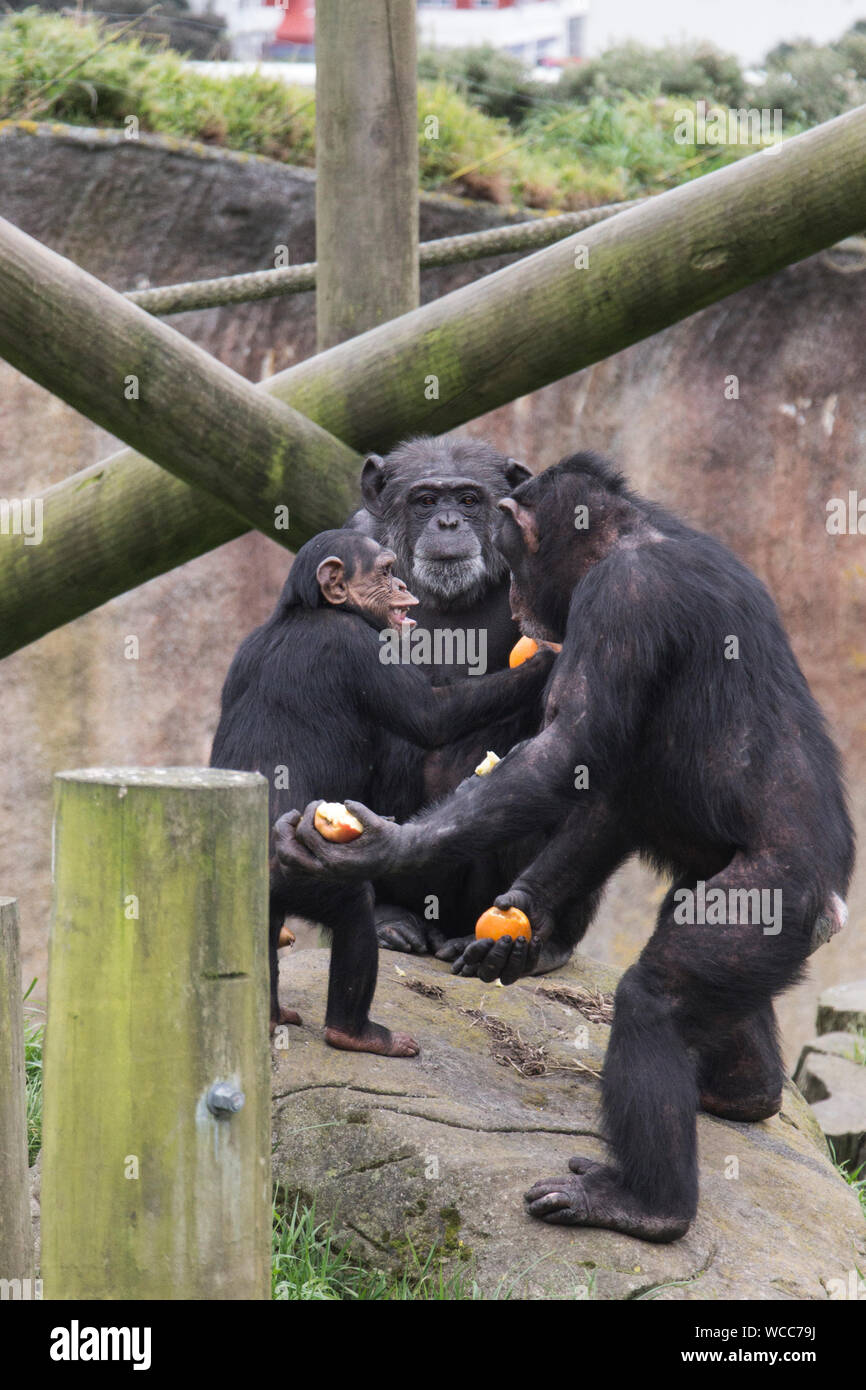 Three young chimpanzees at hi-res stock photography and images - Alamy