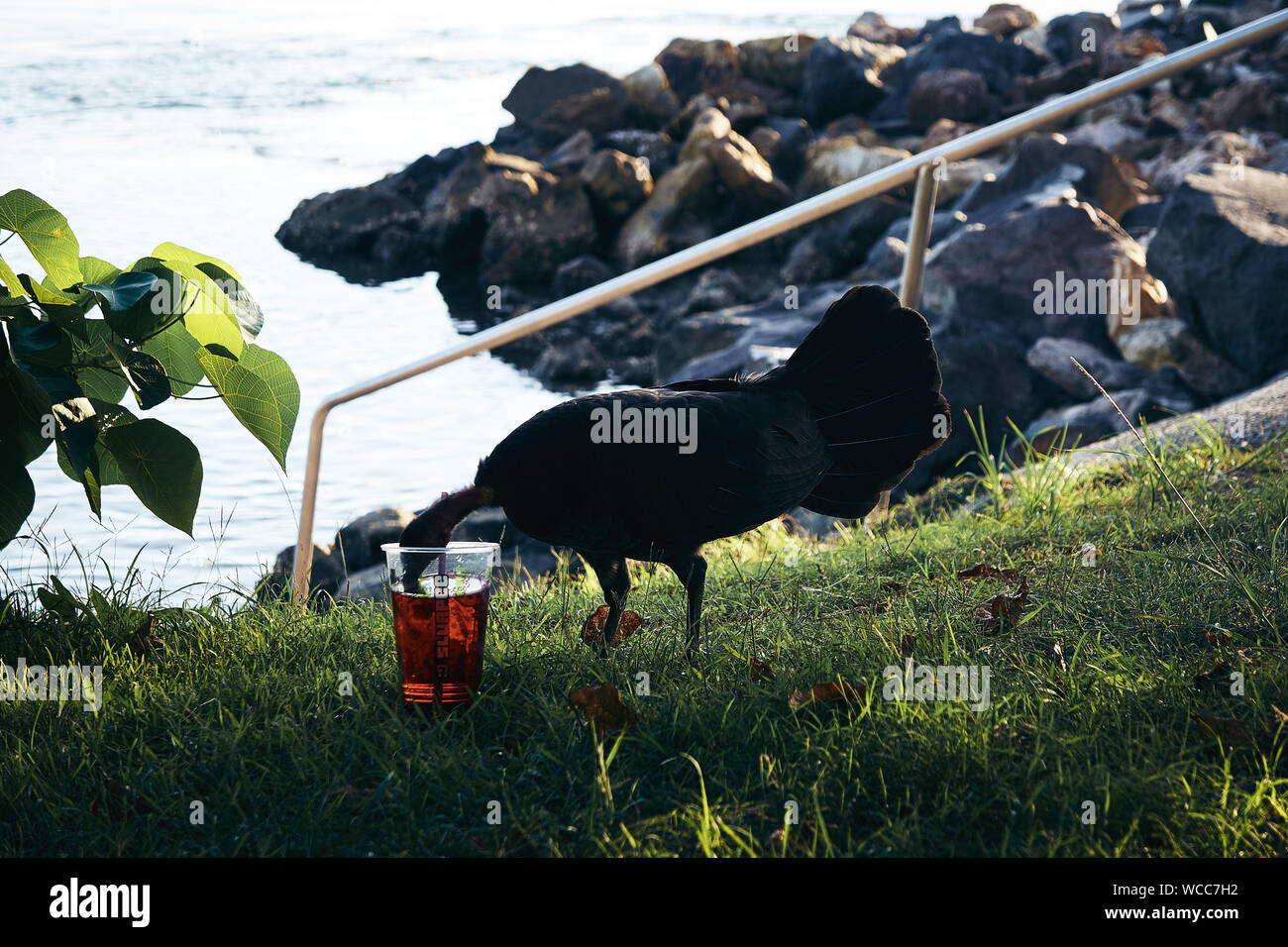 Side View Of Black Bird Drinking From Glass On Field Stock Photo - Alamy