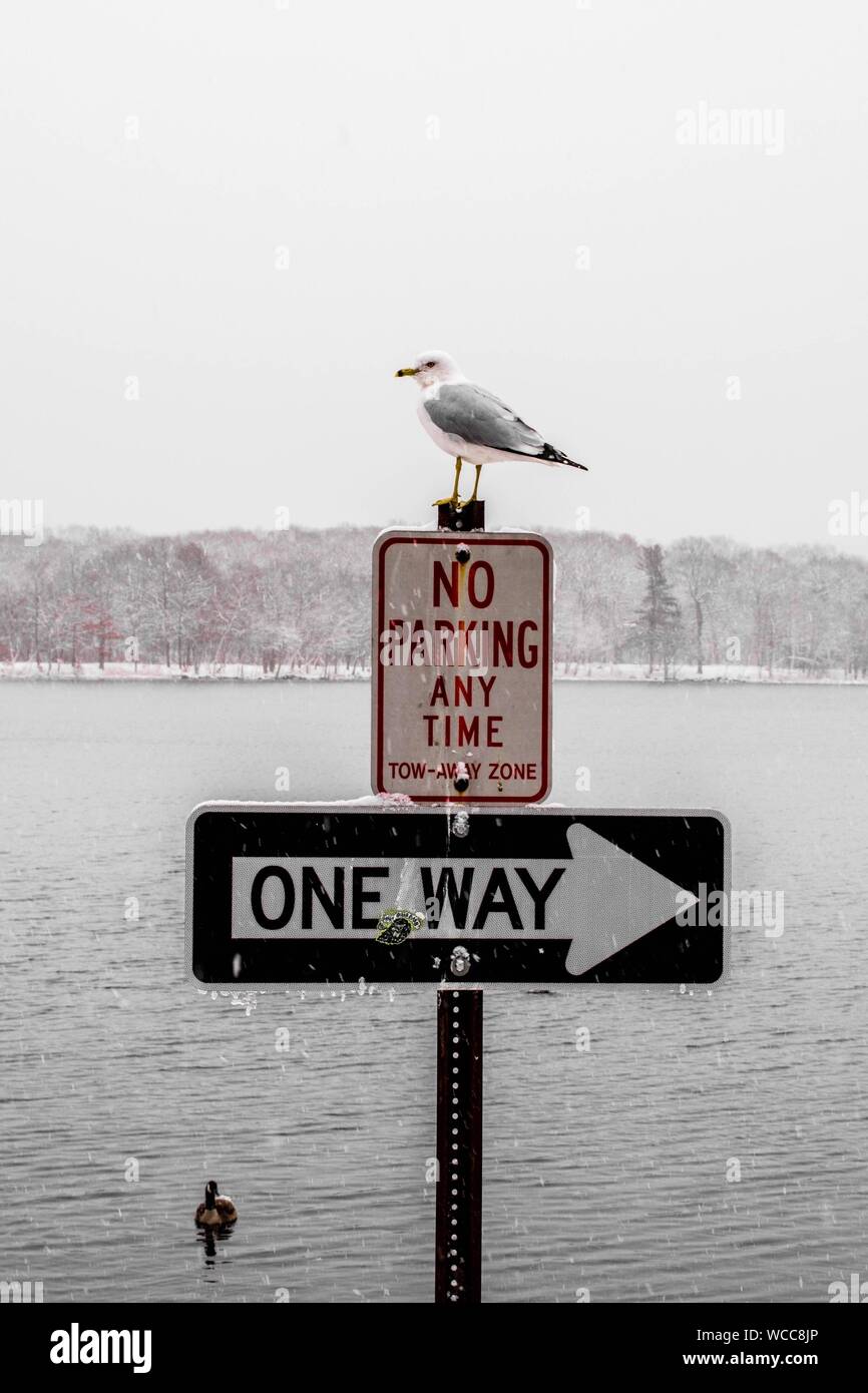 Seagull warning sign hi-res stock photography and images - Alamy