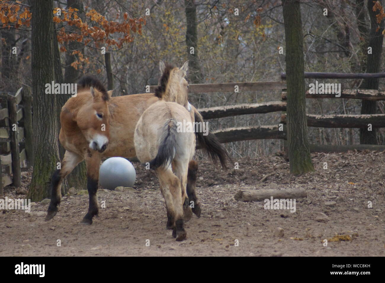Horse running into forest hi-res stock photography and images - Alamy