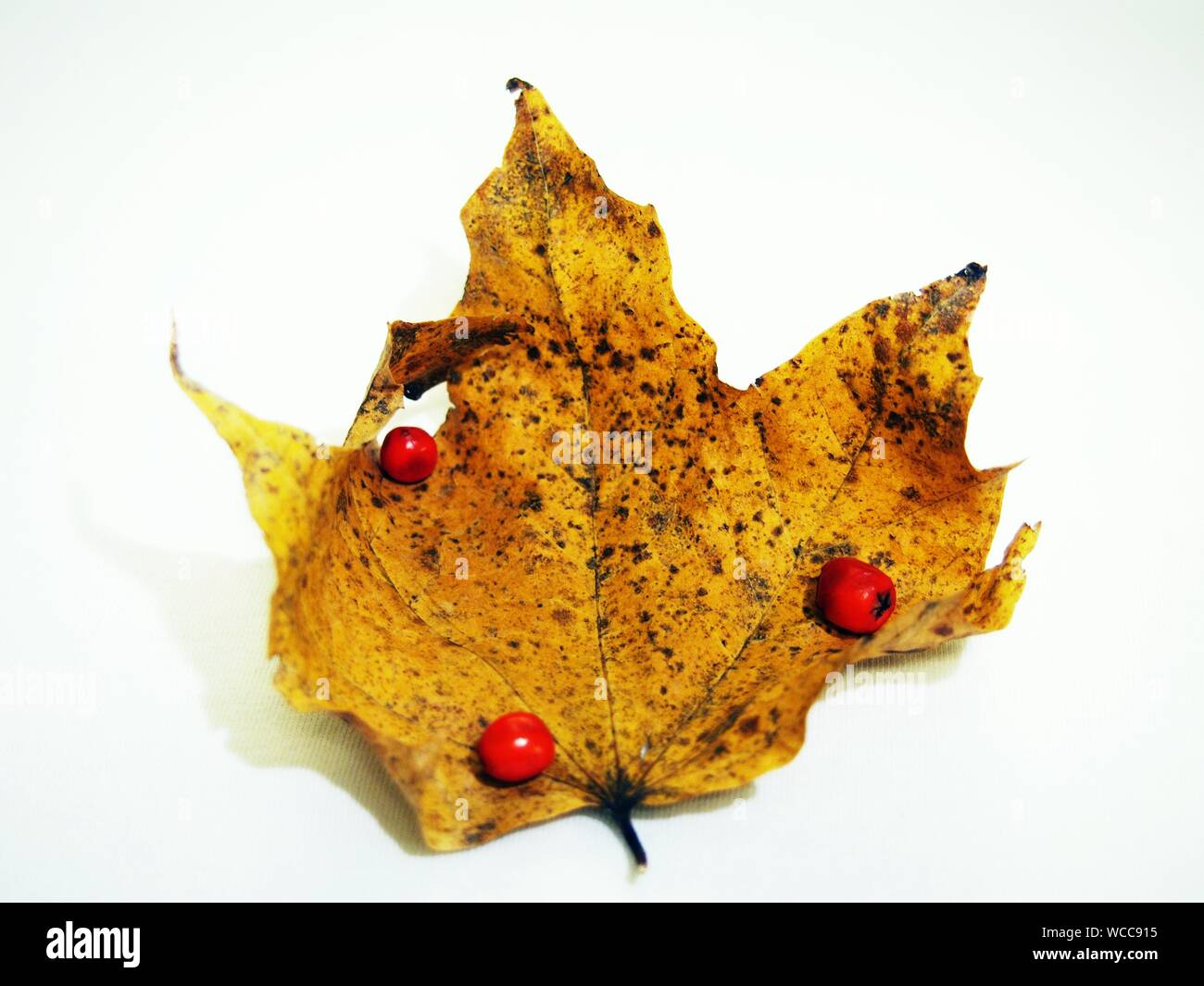Three maple leaf hi-res stock photography and images - Alamy