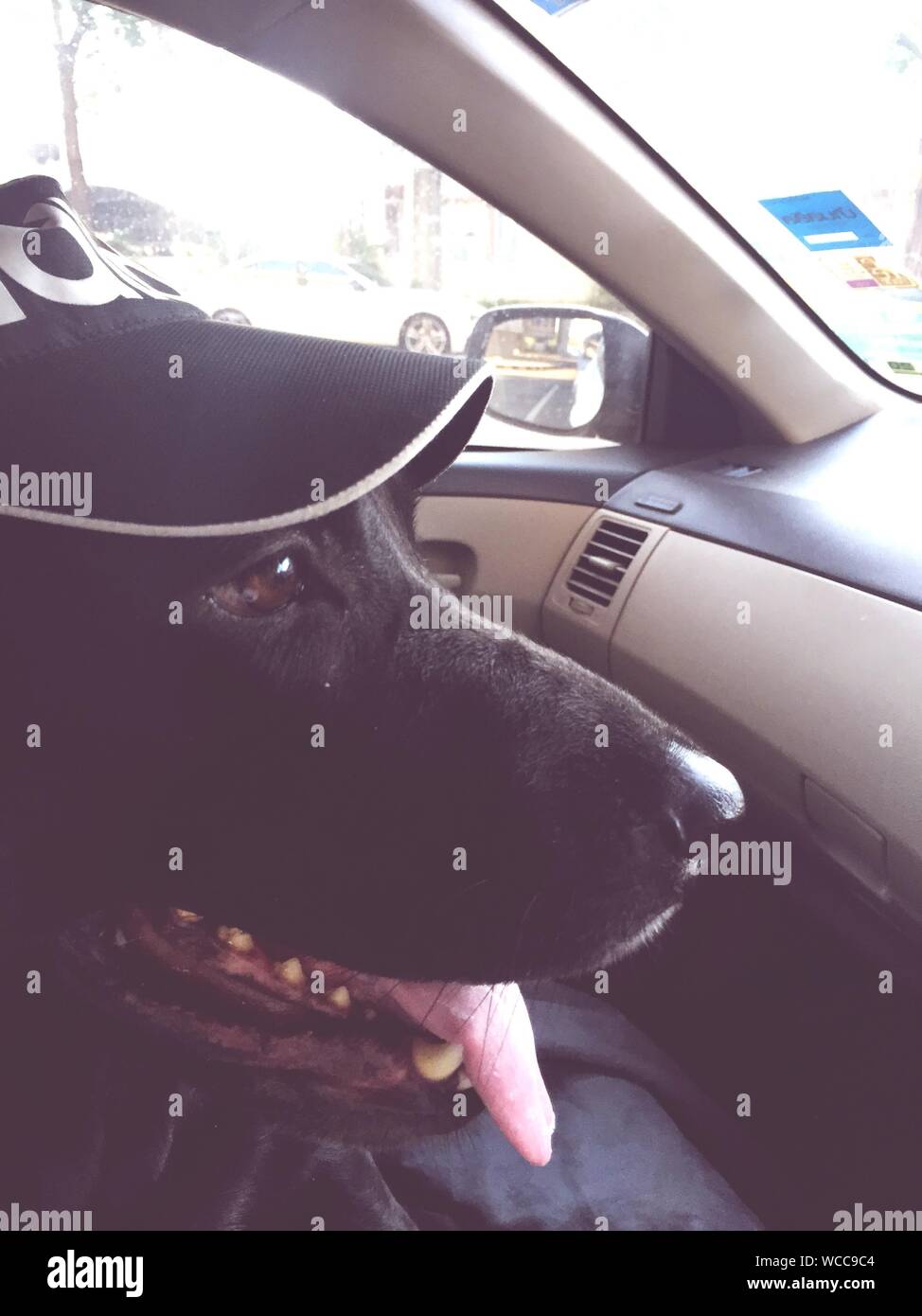 Dog with cap hi-res stock photography and images - Alamy
